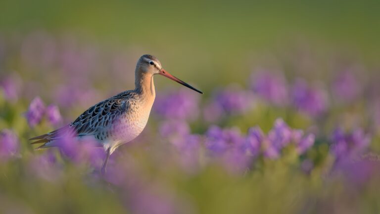 The Longest Nonstop Bird Flight Ever Recorded - bird-life.com