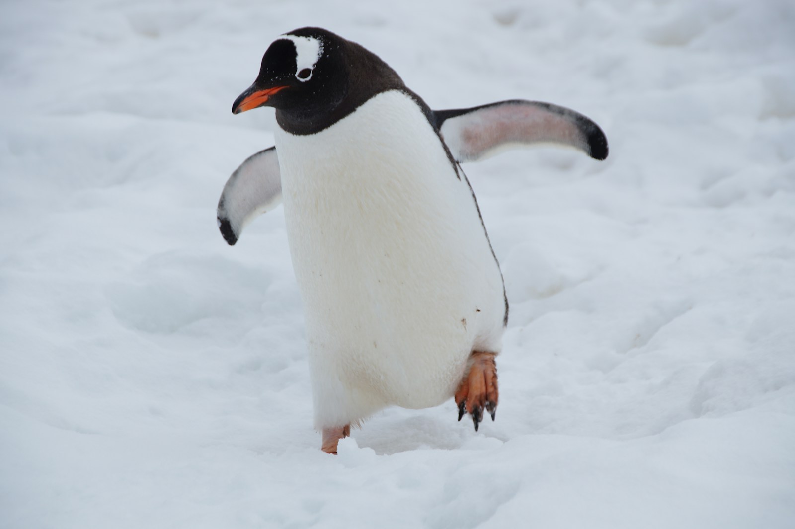 The Bird That Can Dive the Deepest Underwater - bird-life.com