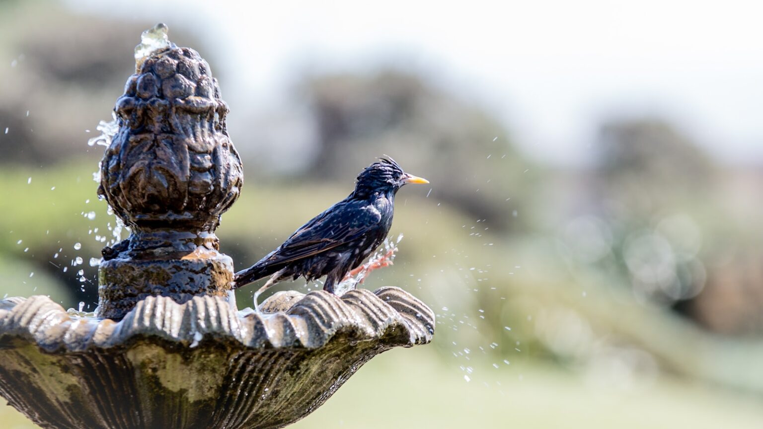 How to Create a Bird Bath That Stays Clean and Safe - bird-life.com