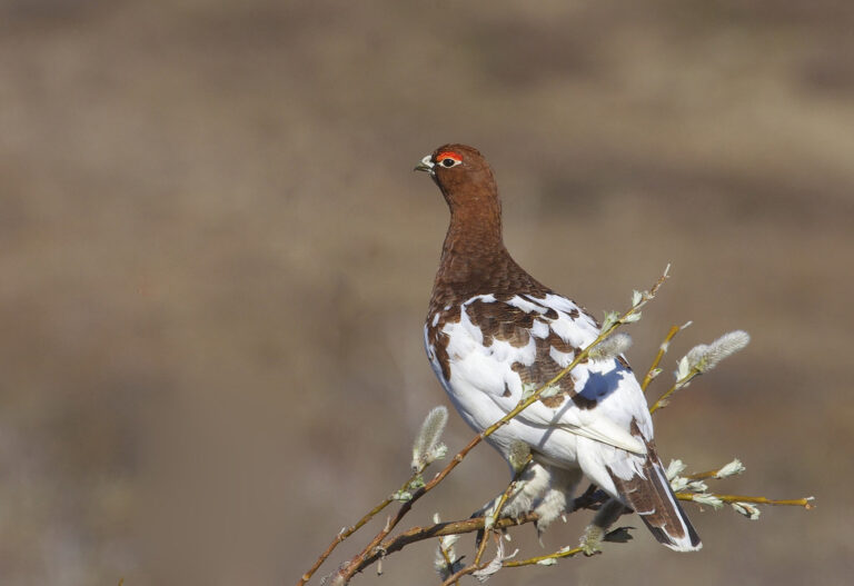 How Birds Experience Pain – What Science Reveals - bird-life.com