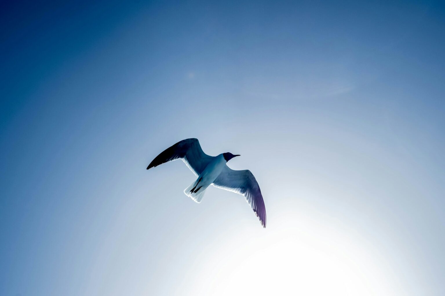 How Birds See the World – A Glimpse Into Avian Vision - bird-life.com