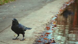 The Crow Funeral – Why These Birds Gather Around Their Dead - bird-life.com