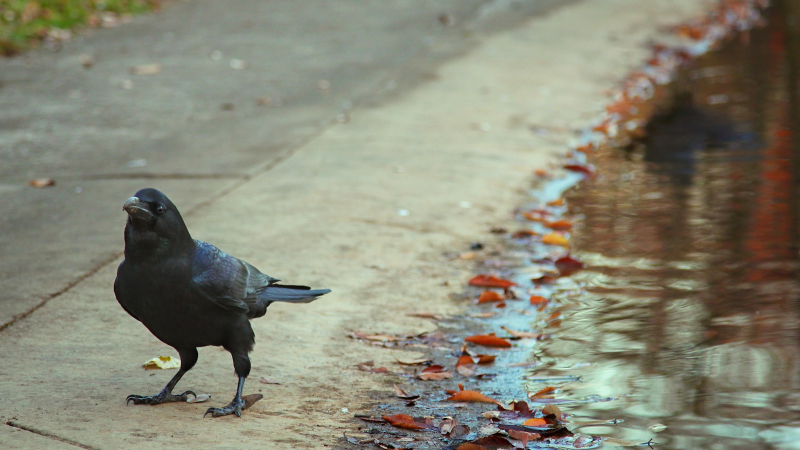 The Crow Funeral – Why These Birds Gather Around Their Dead - bird-life.com