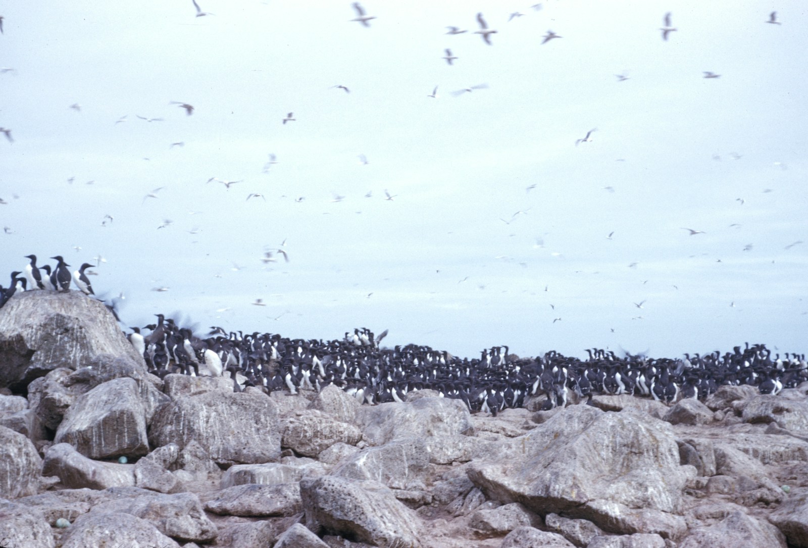 The Birds That Live in Giant Colonies of Thousands - bird-life.com