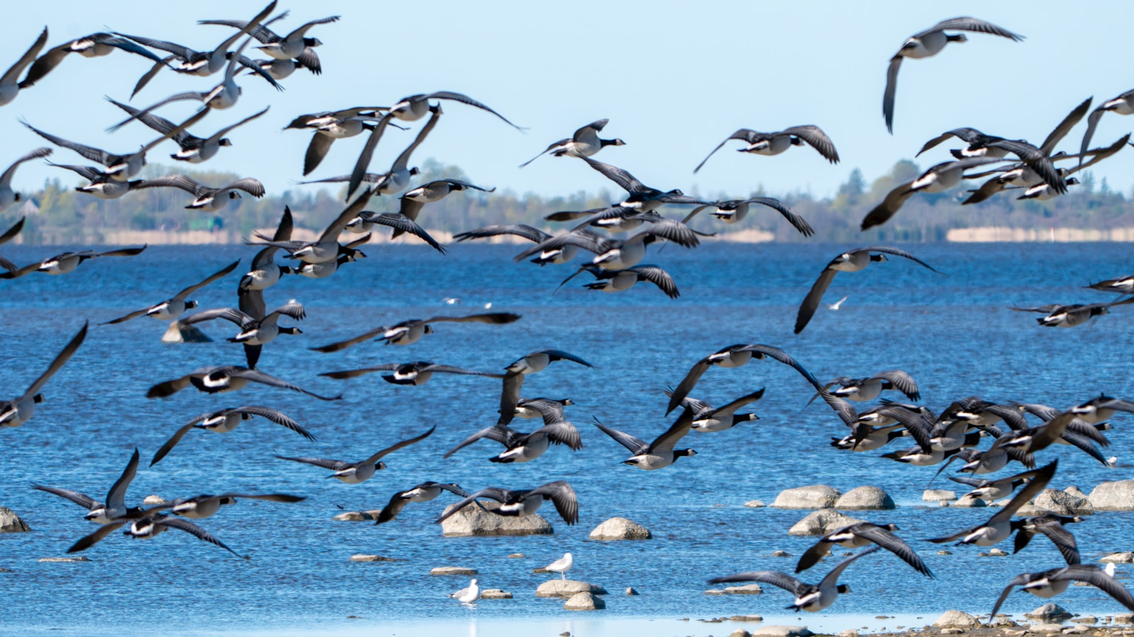 How Climate Change Is Affecting Bird Migration - bird-life.com