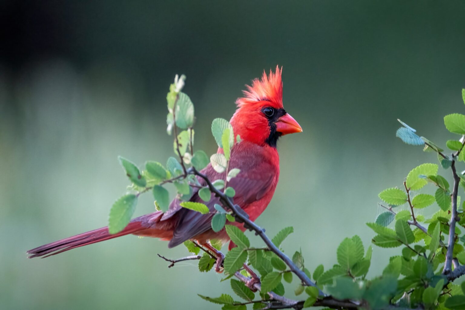 The Best Beginner-Friendly Birds for Backyard Watching - bird-life.com