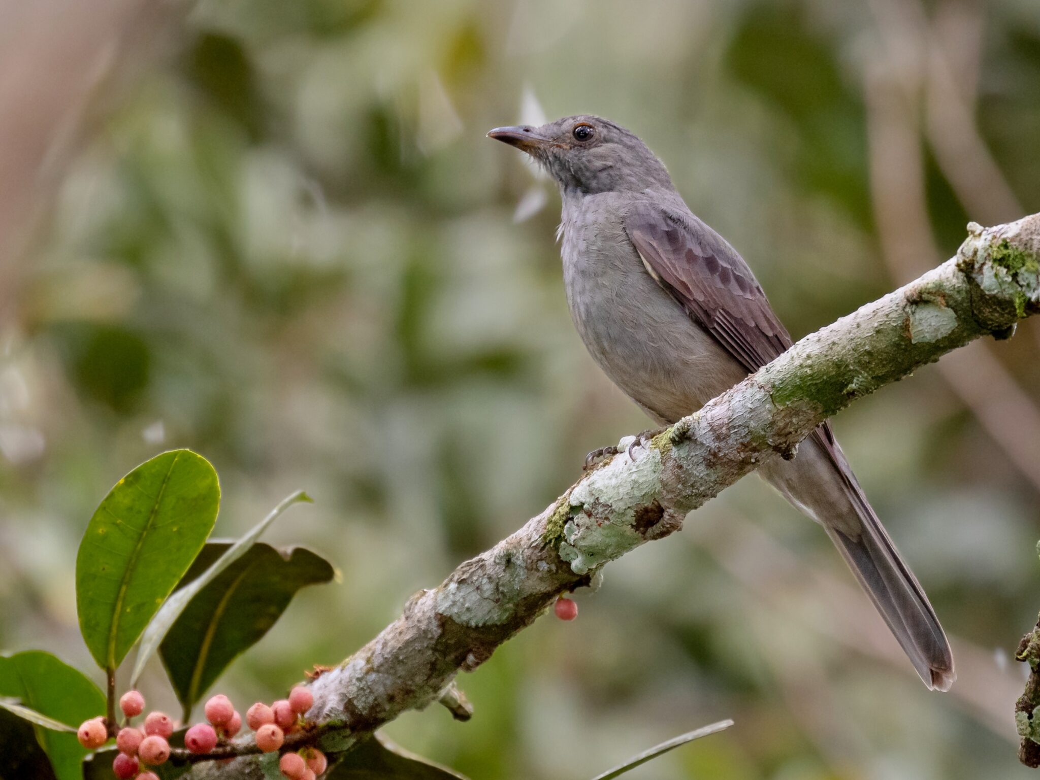 Regional Dialects in Bird Calls – A Global Map - bird-life.com