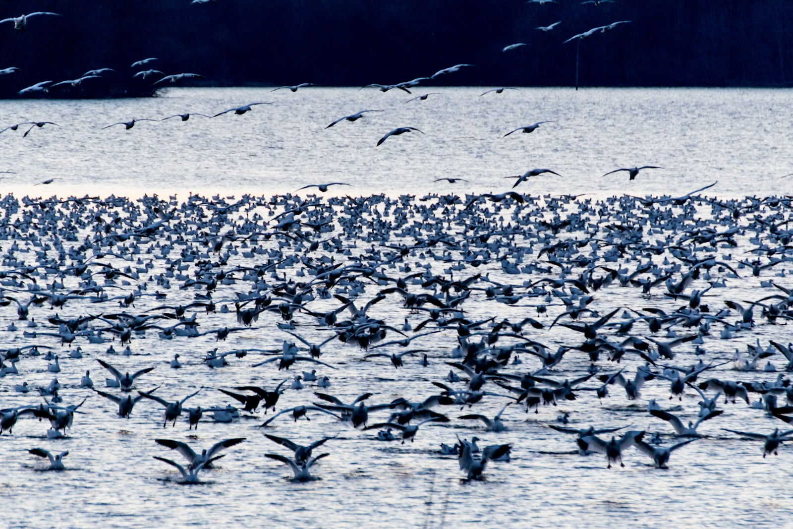 How Birds Use Wind Currents to Fly Without Flapping - bird-life.com