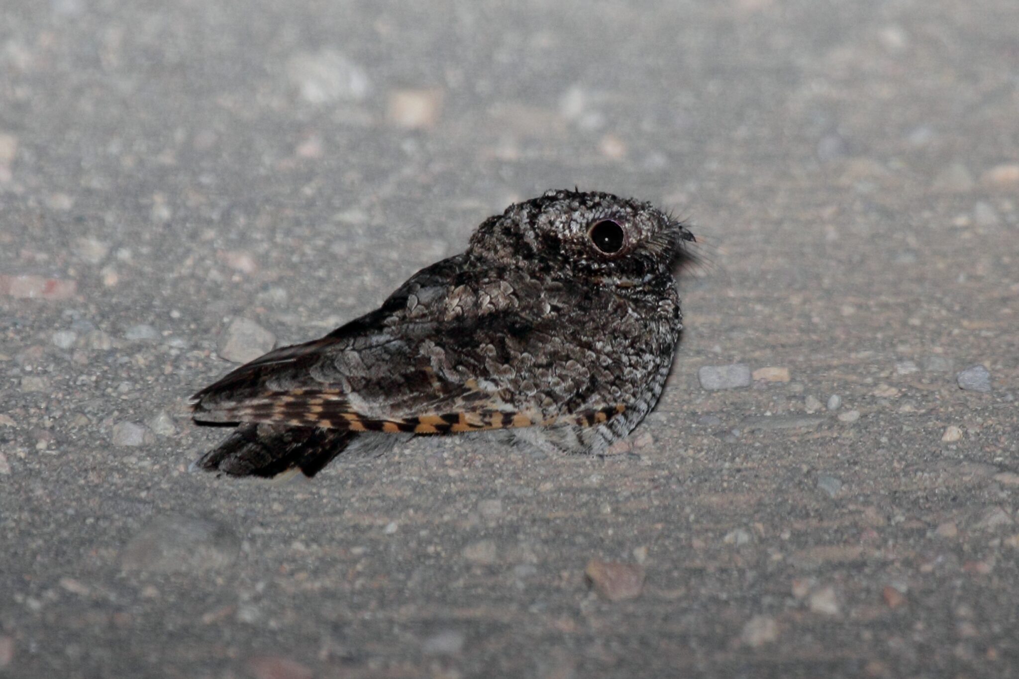 How Birds Prepare for Hibernation-Like States - bird-life.com