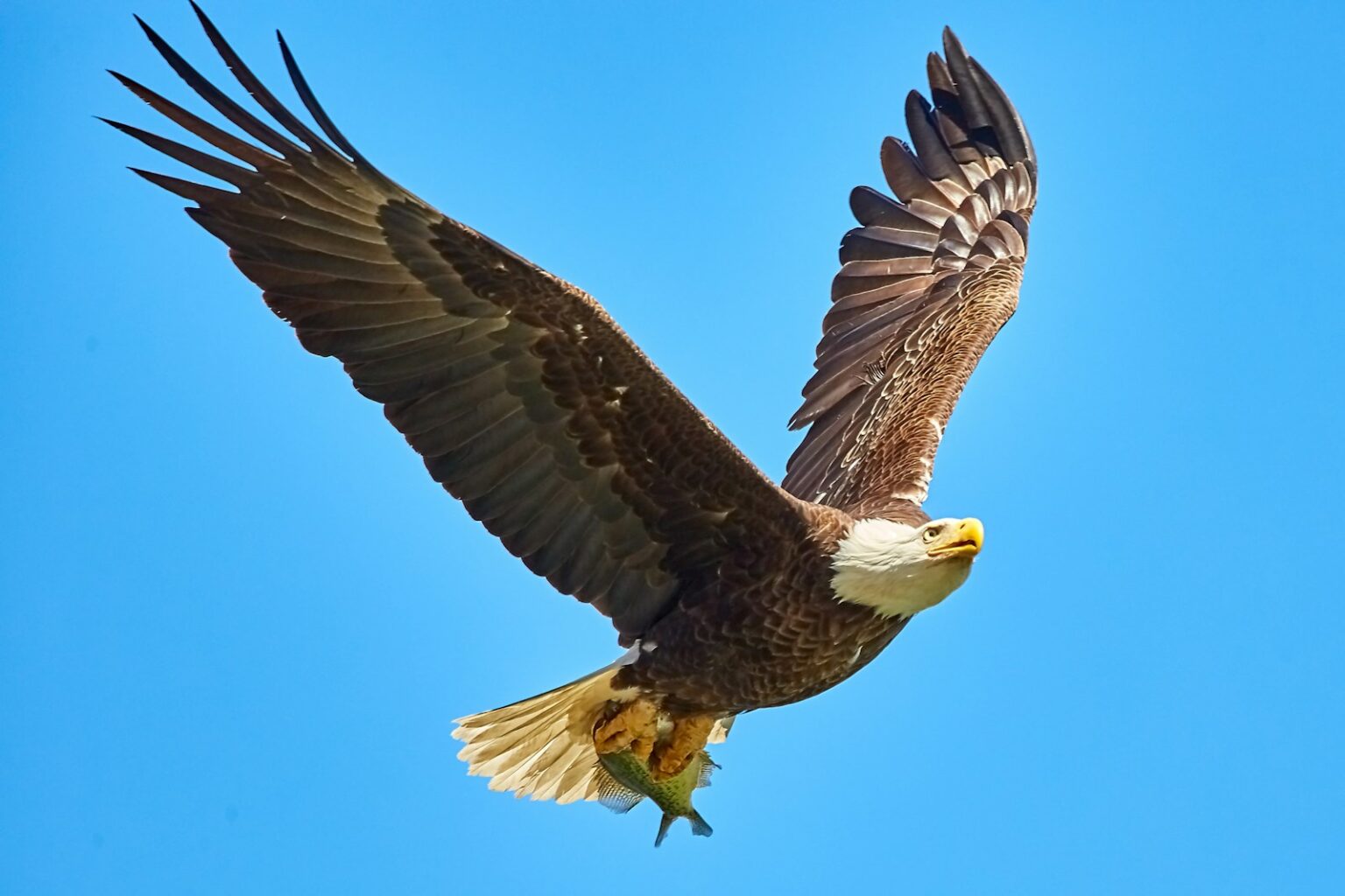 The Most Unusual Endangered Birds You’ve Never Heard Of - bird-life.com