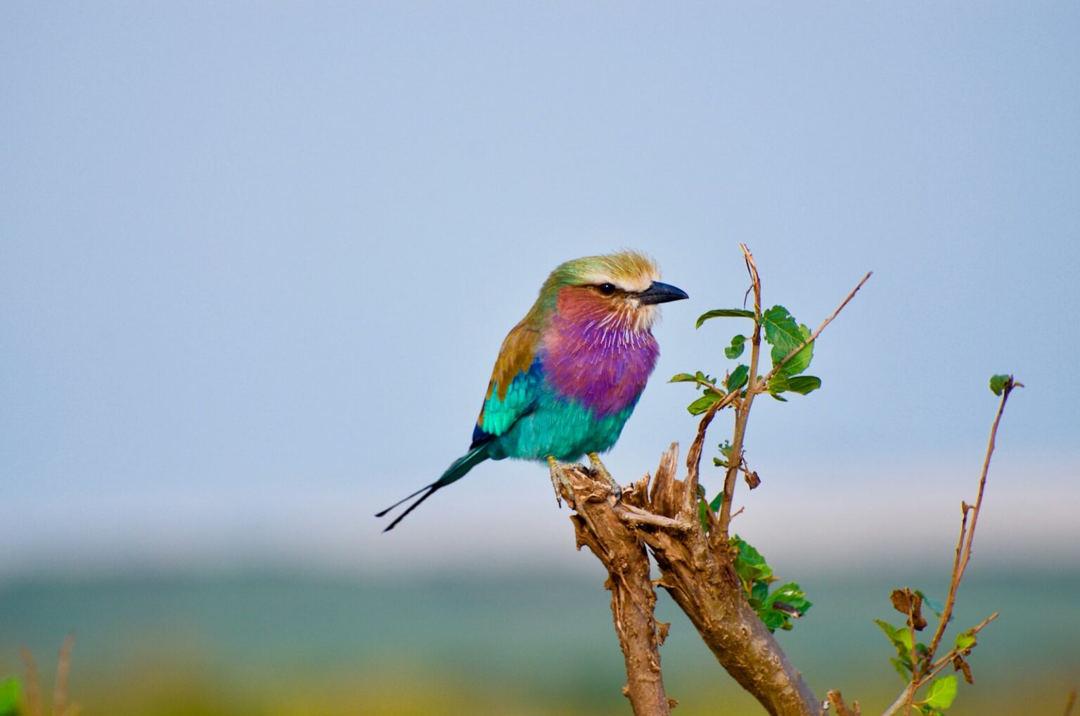 The Brightest Plumage in the Animal Kingdom - bird-life.com