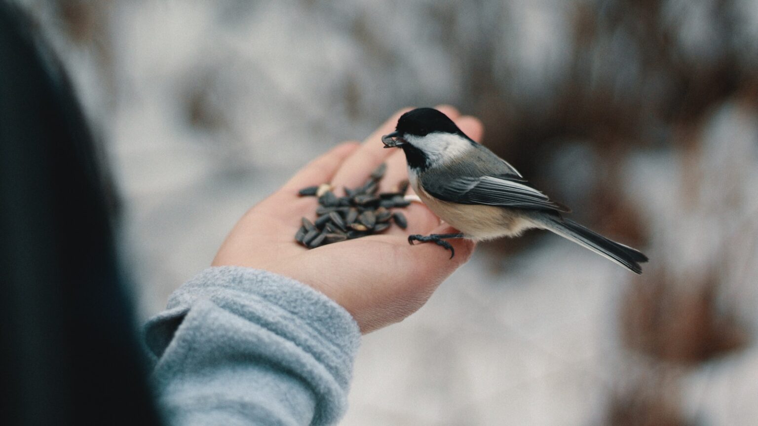 How to Get Birds to Eat From Your Hand Without Scaring Them Off - bird ...