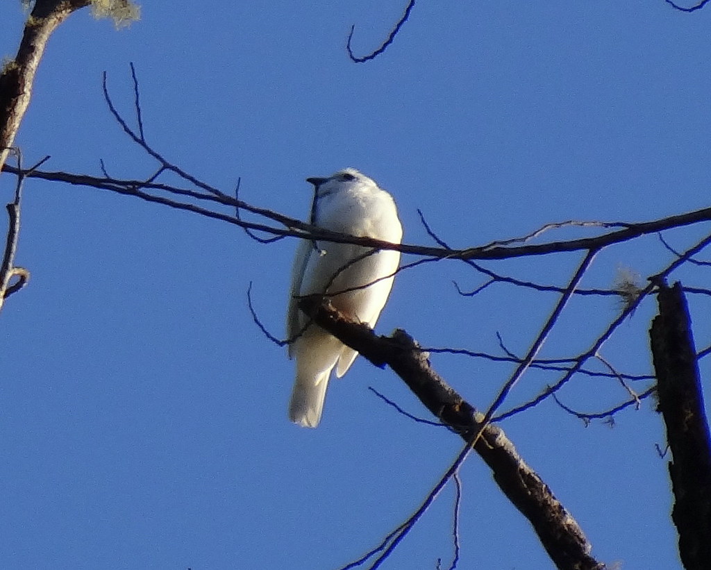 The Bird With the Loudest Call in the Animal Kingdom - bird-life.com
