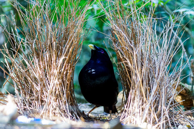 How the Bowerbird Uses Architecture to Find Love - bird-life.com