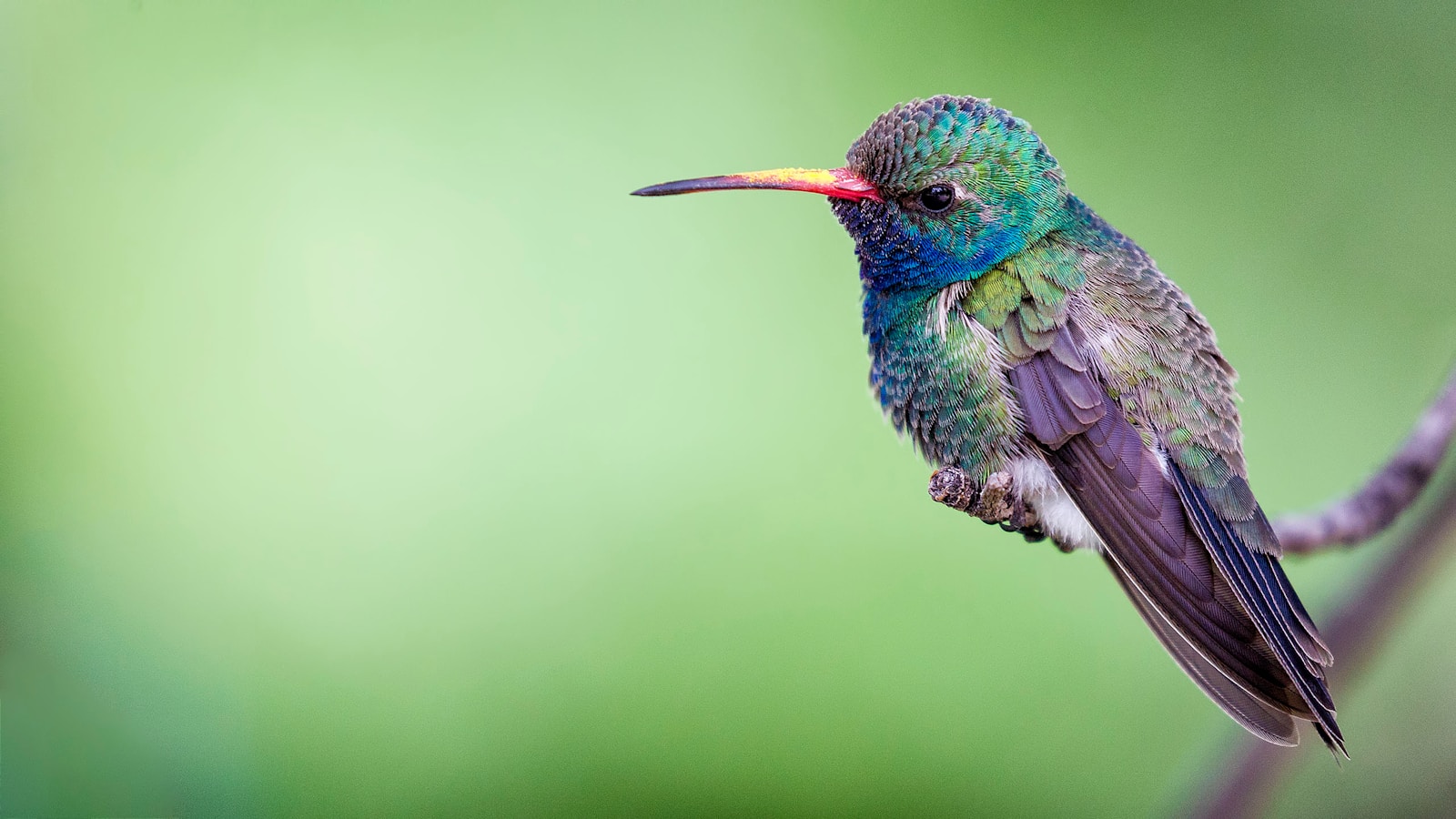 The Bird That Can Sing Two Notes at Once – The Science of Syrinx - bird ...