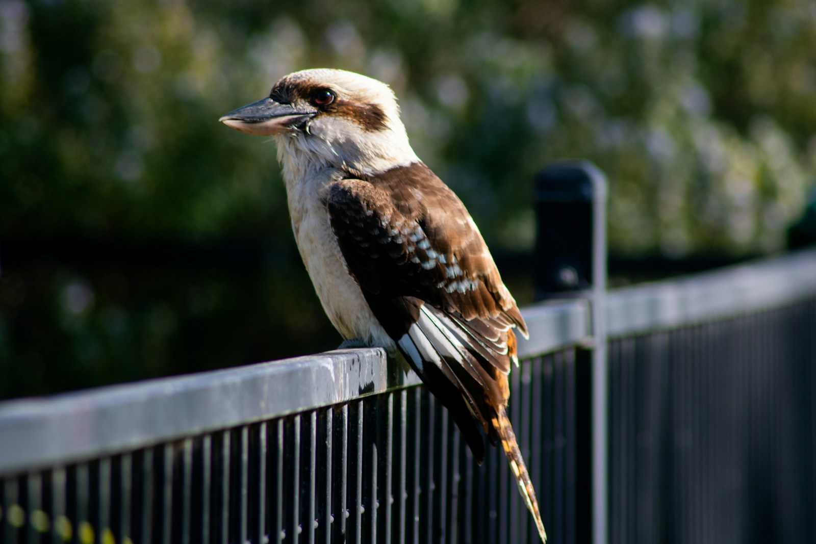 The Bird That Sounds Like a Human Laugh - bird-life.com