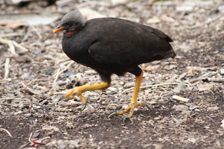 How Birds Use Their Feet as Tools - bird-life.com