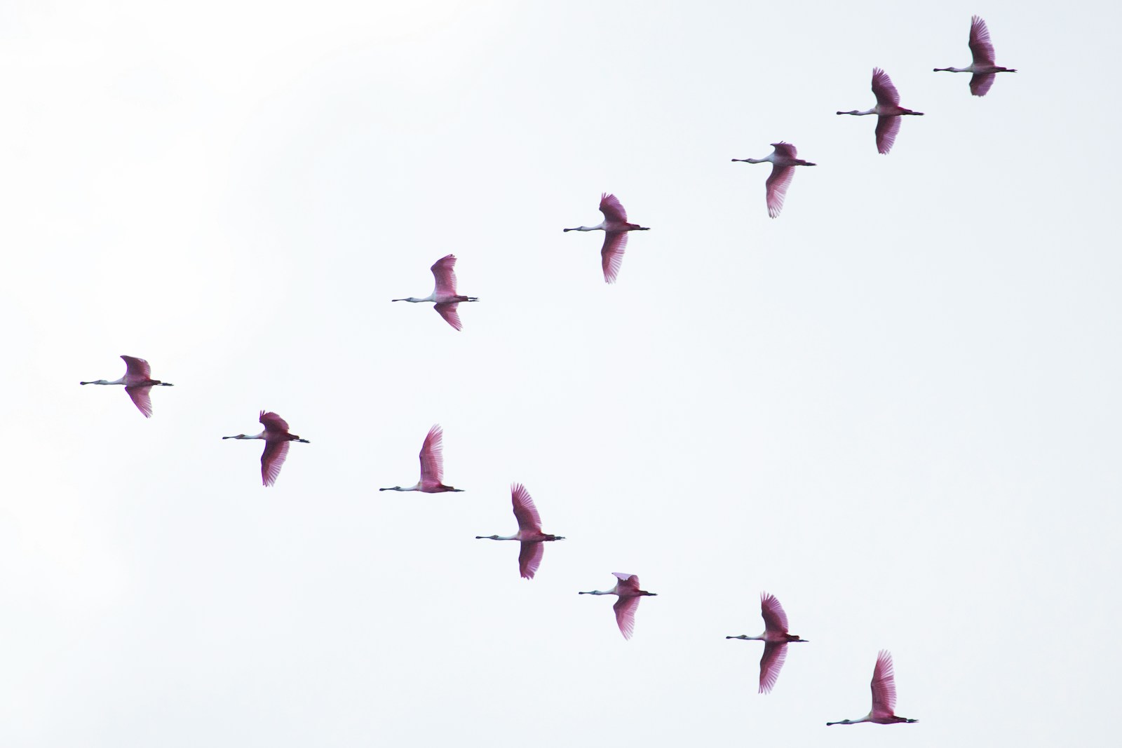 Birds in Space – How NASA Uses Bird Flight for Research - bird-life.com