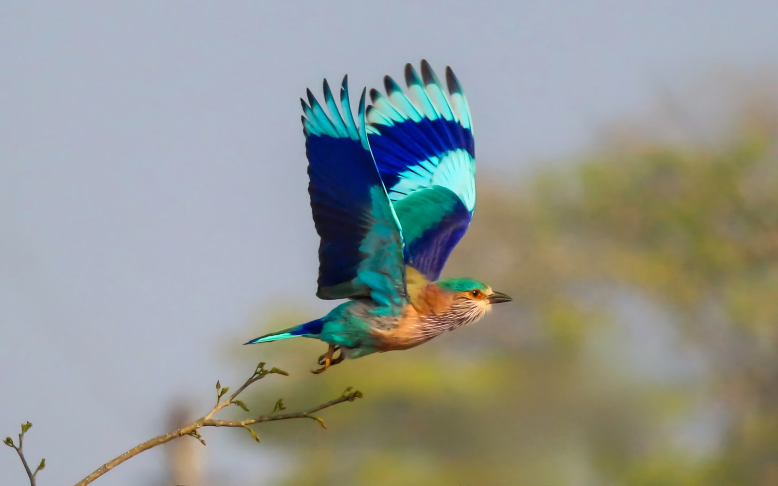 How to Capture Stunning Bird Photos in Flight - bird-life.com
