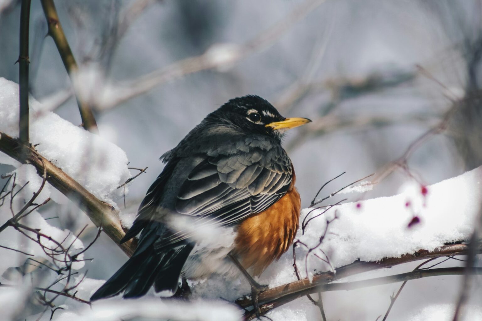 How Birds Prepare for Hibernation-Like States - bird-life.com