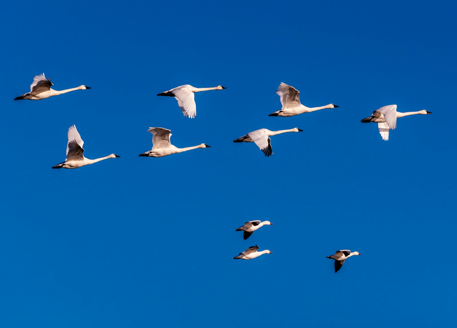 How Birds Use Calls to Warn Each Other About Predators - bird-life.com