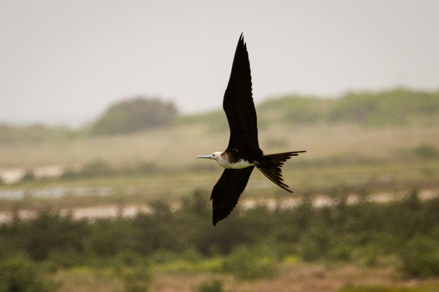 How Birds Inspire Aerospace Engineering Designs - bird-life.com