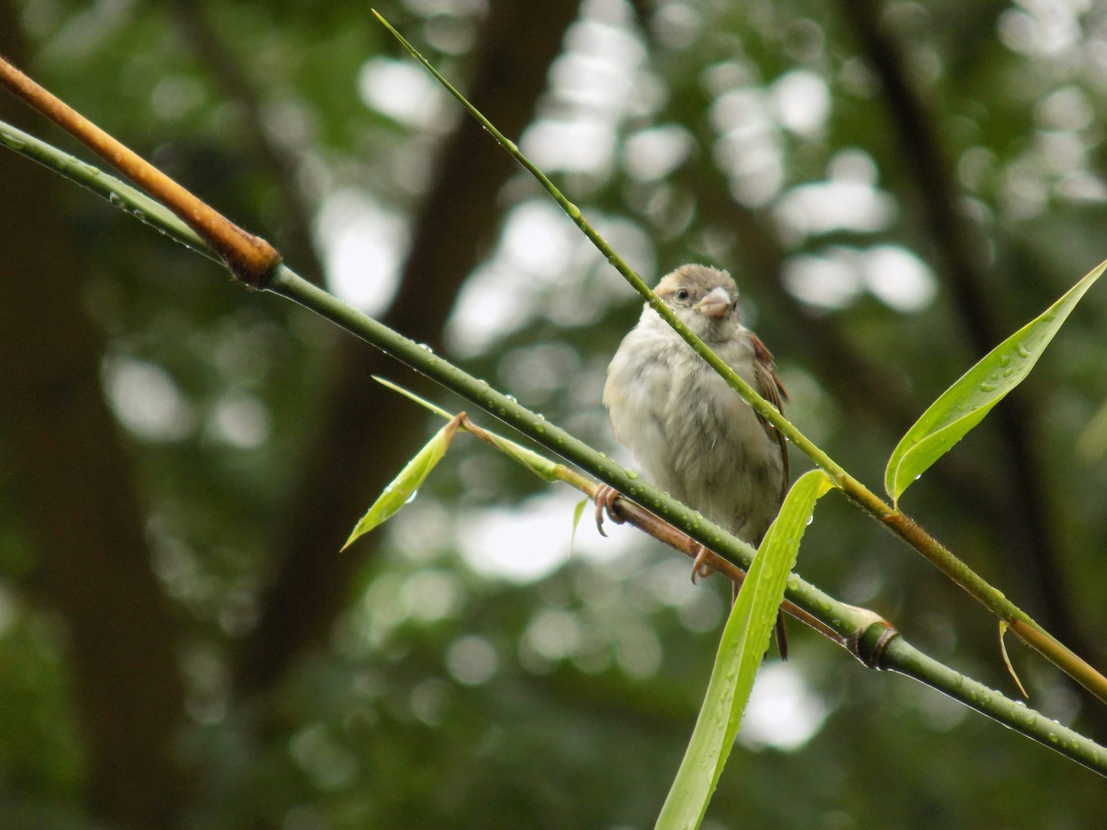 Why Some Birds Are Attracted to Shiny Objects - bird-life.com