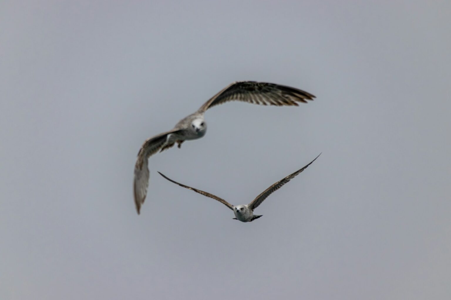 How Birds See the World – A Glimpse Into Avian Vision - bird-life.com