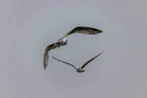 How Birds See the World – A Glimpse Into Avian Vision - bird-life.com