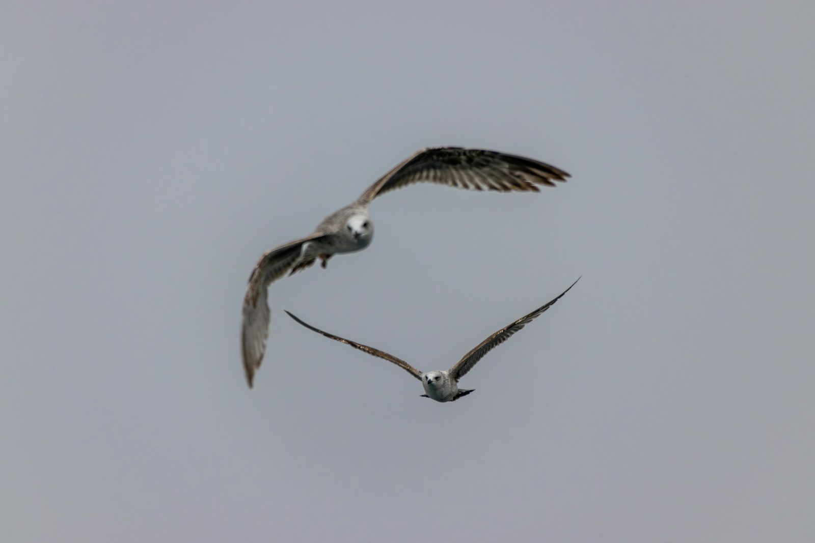 How Birds See the World – A Glimpse Into Avian Vision - bird-life.com