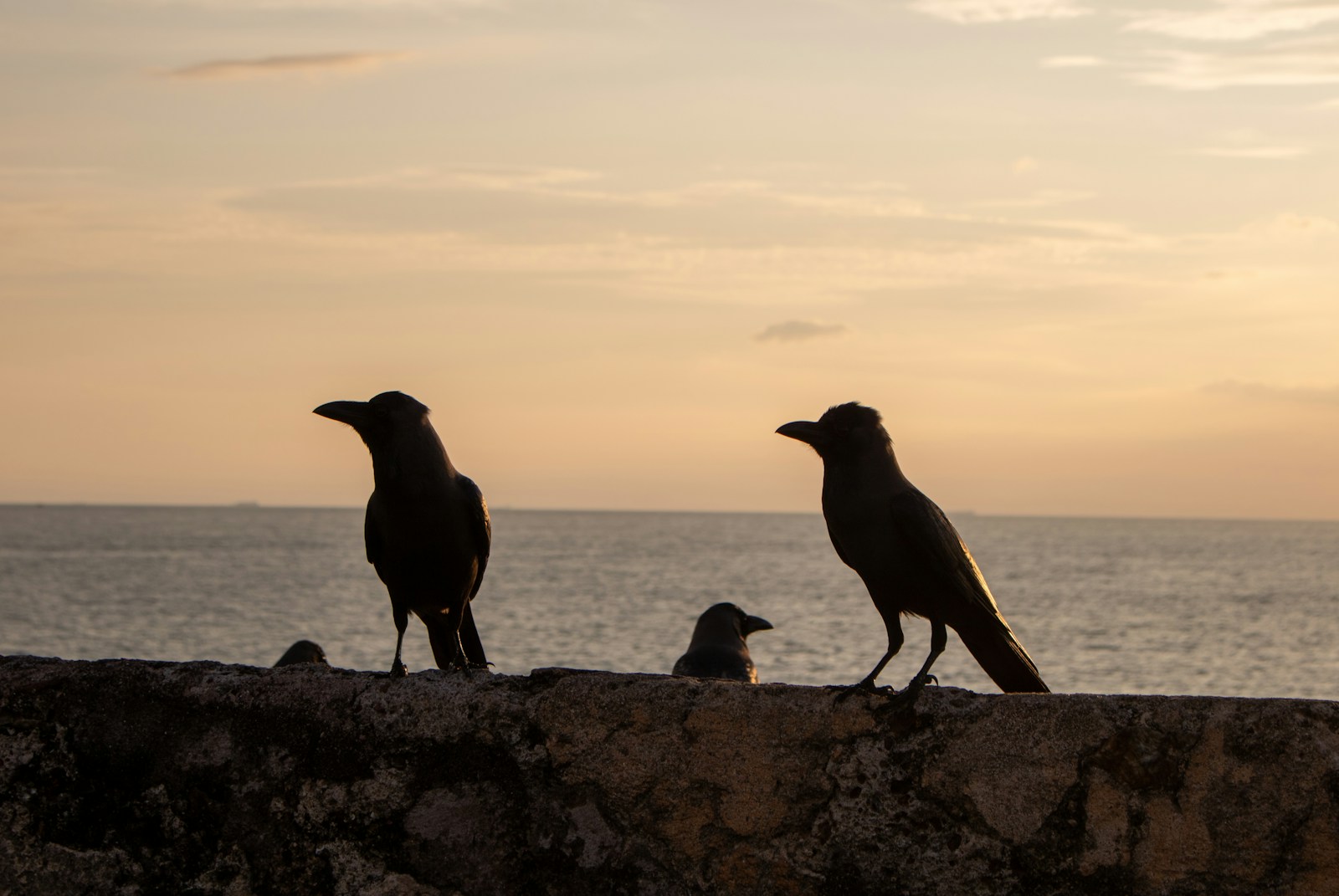 The Crow Funeral – Why These Birds Gather Around Their Dead - bird-life.com