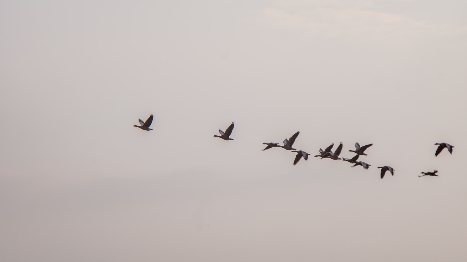 Birds in Space – How NASA Uses Bird Flight for Research - bird-life.com