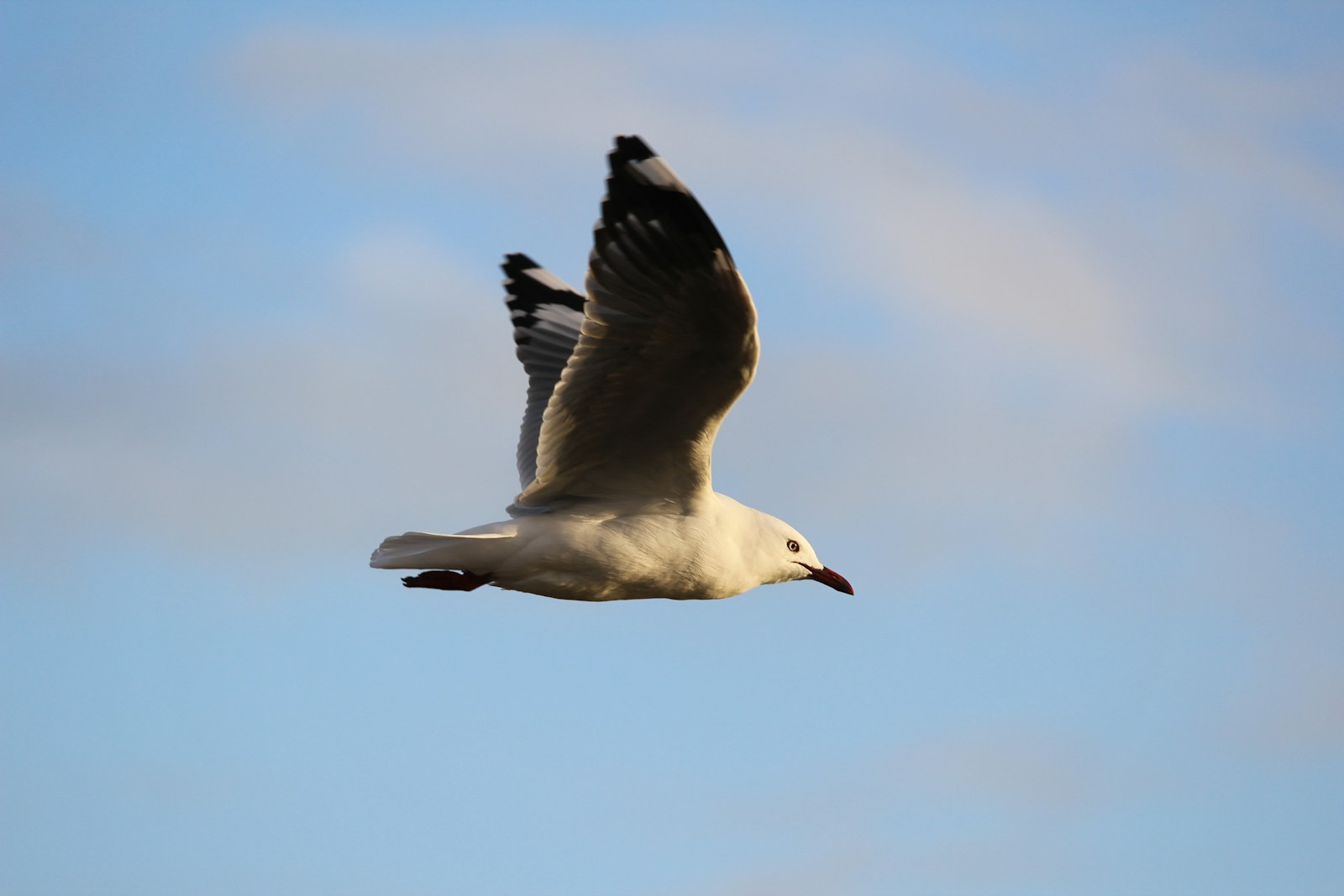 How Birds Use Air Pressure to Soar Without Flapping - bird-life.com