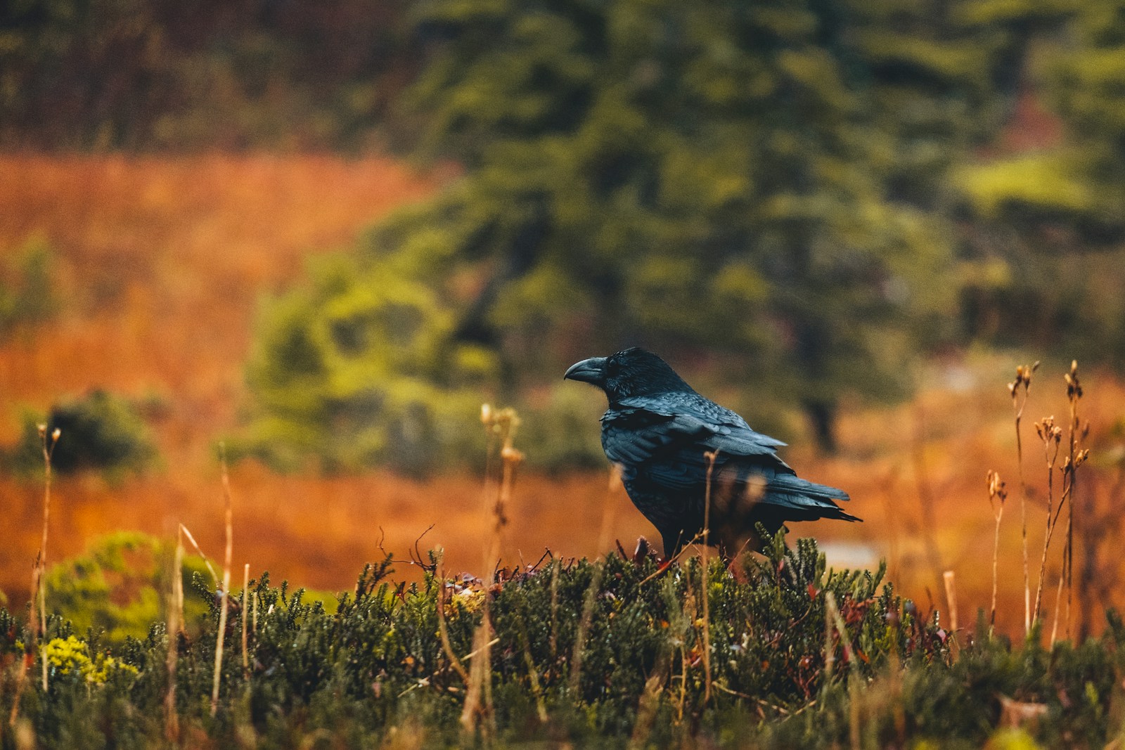 What Makes the Raven One of the Smartest Birds on Earth - bird-life.com