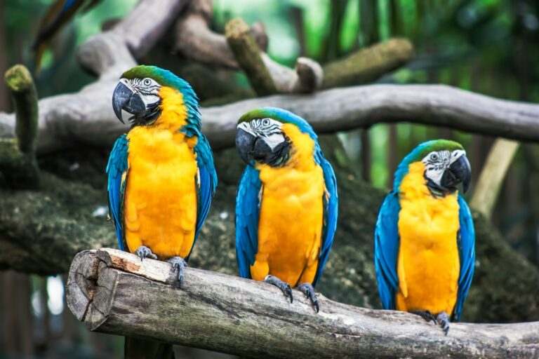How Birds Use Calls to Warn Each Other About Predators - bird-life.com