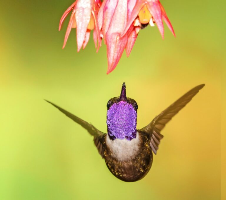 The Bird That Flies Backward and Upside Down - bird-life.com