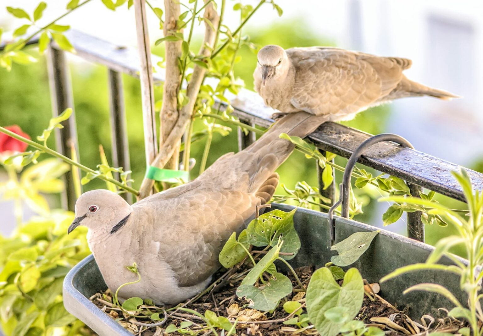 How to Build a Bird Oasis in a Small Urban Balcony - bird-life.com