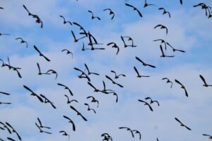 The Bird That Flies for Days Without Landing – Nature’s Endurance ...