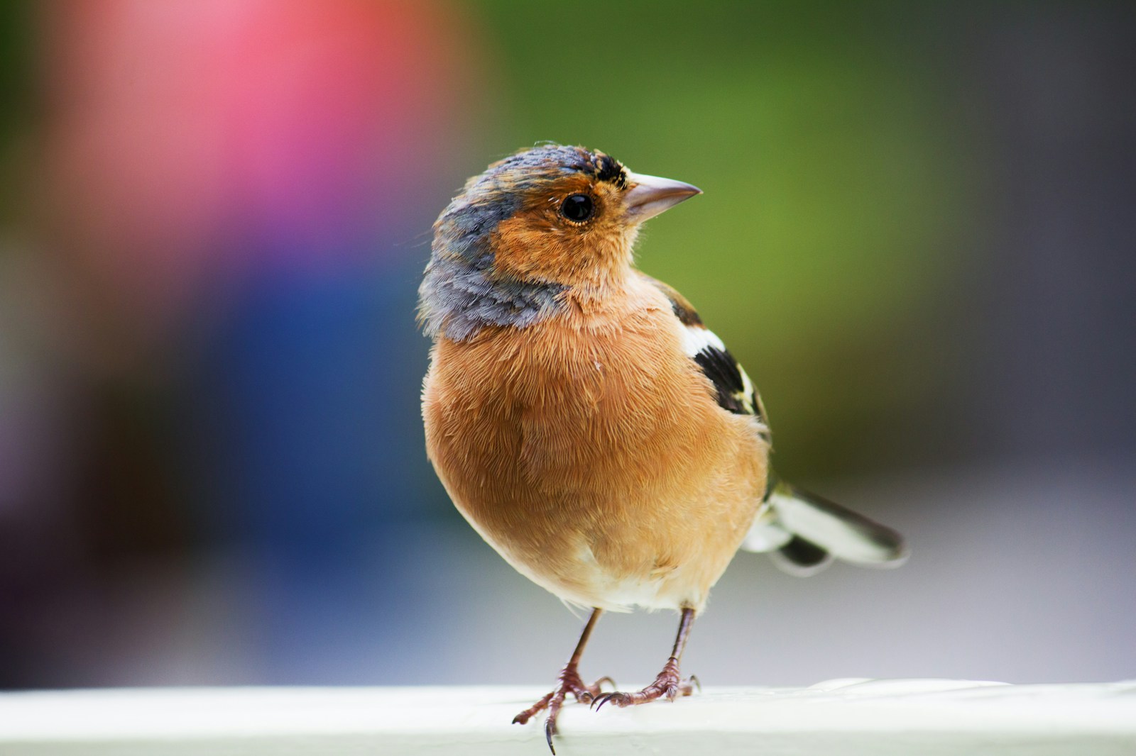 The Most Unusual Endangered Birds You’ve Never Heard Of - bird-life.com