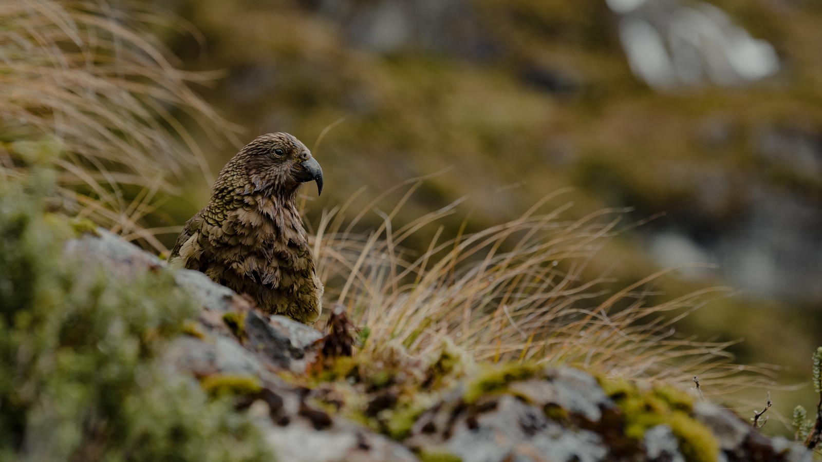 How You Can Help Protect Endangered Birds in Your Area - bird-life.com