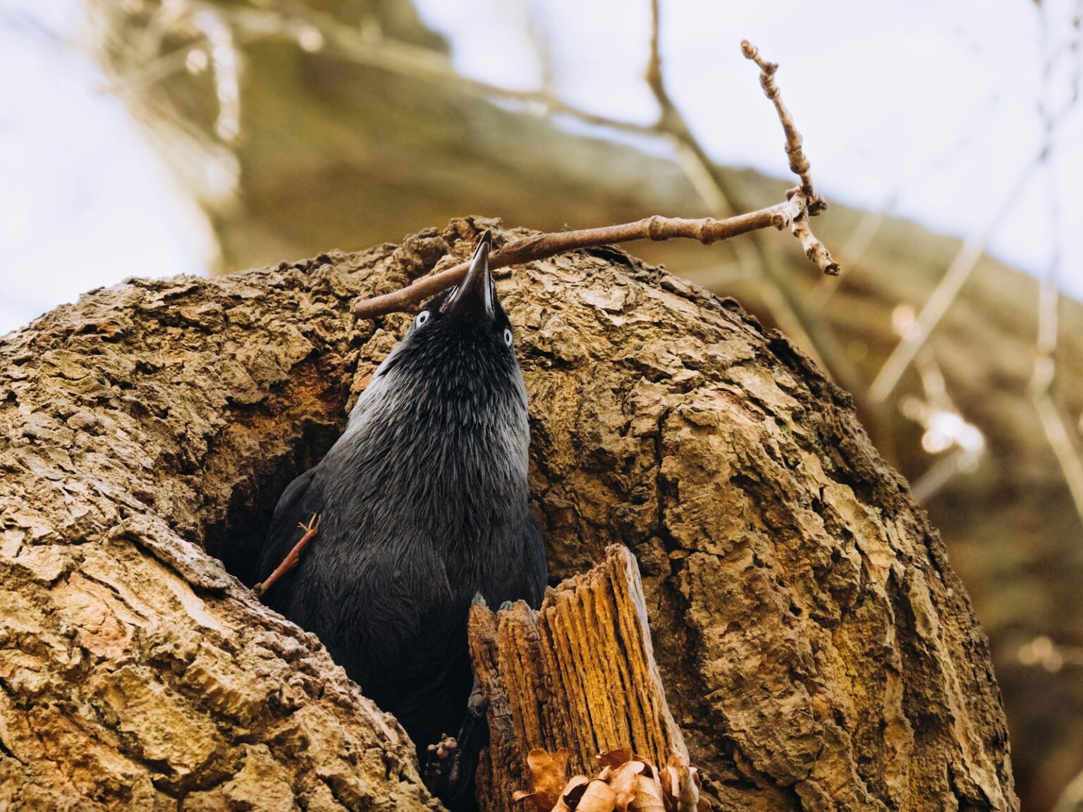 How to Protect Baby Birds During Nesting Season - bird-life.com