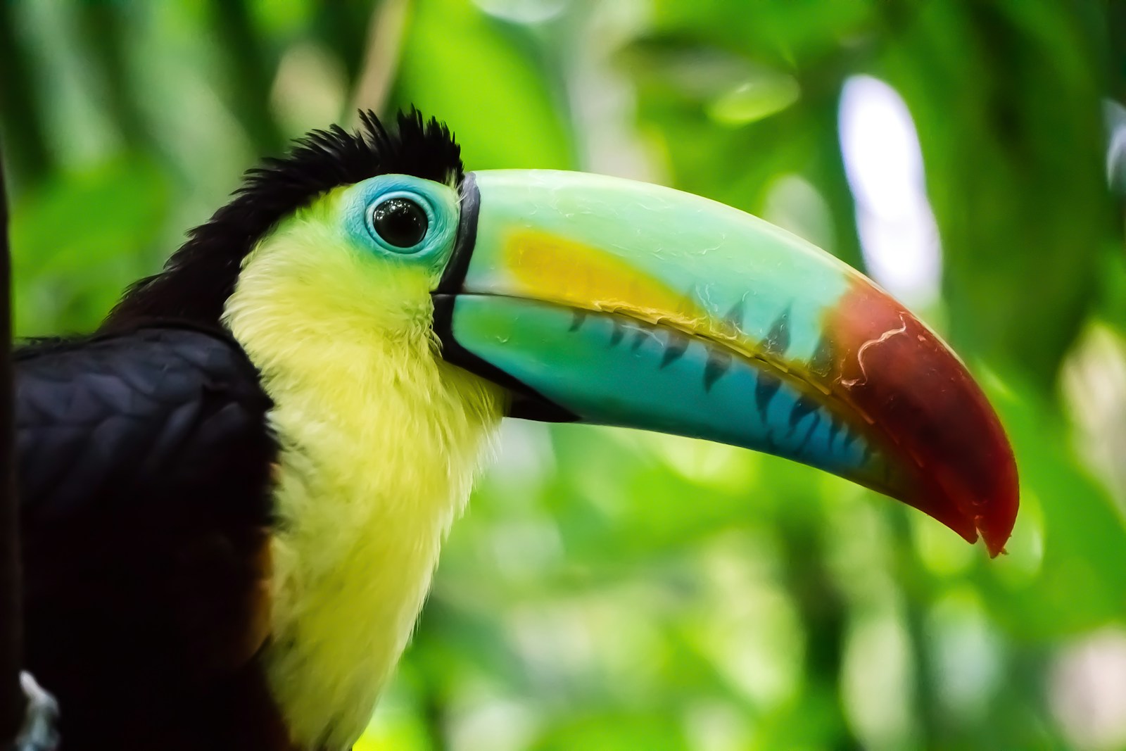Birds With Transparent Eyelids – Nature’s Built-In Goggles - bird-life.com