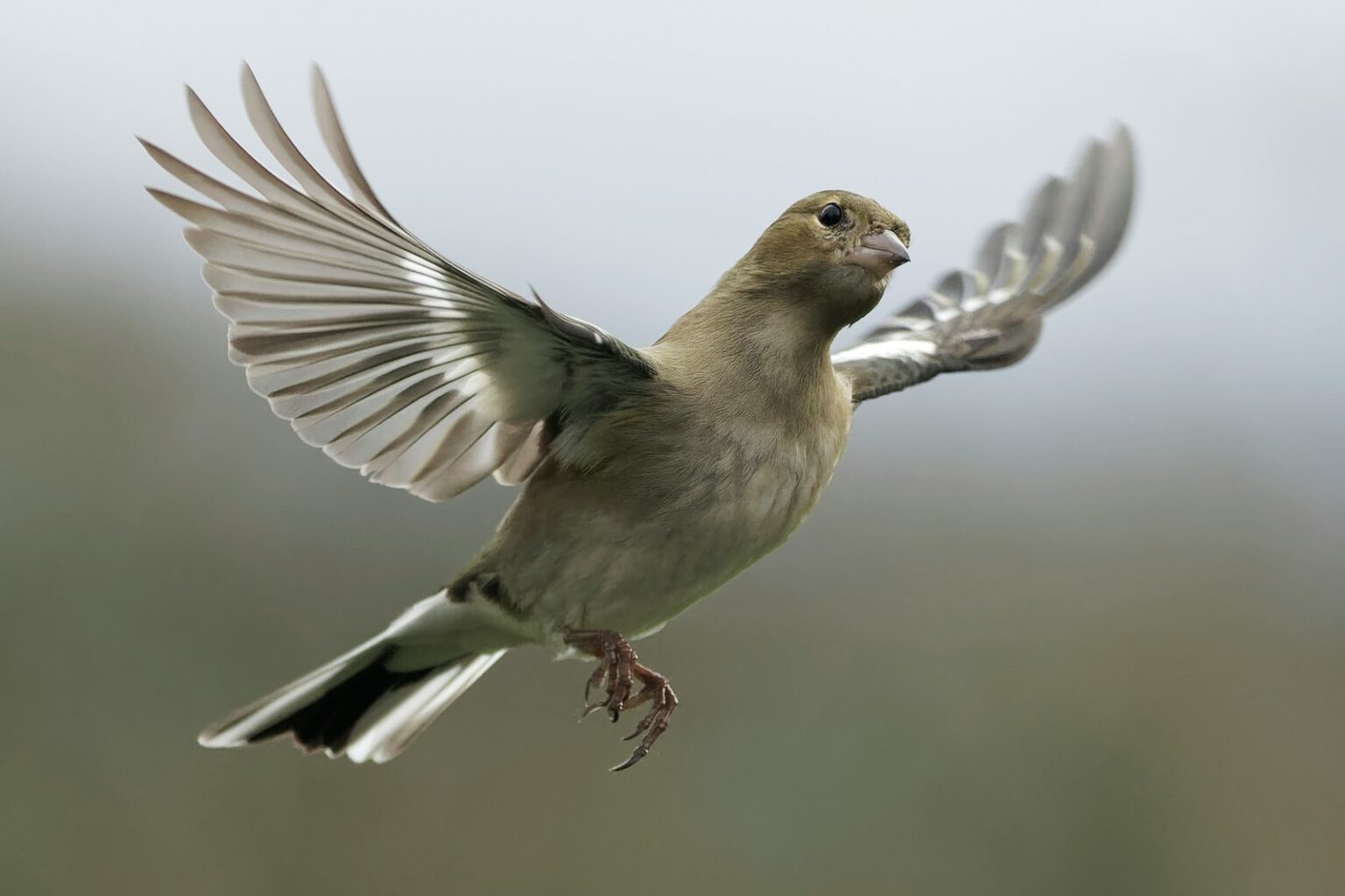 The Bird That Can Fly Backward – A Rare Aerodynamic Feat - bird-life.com