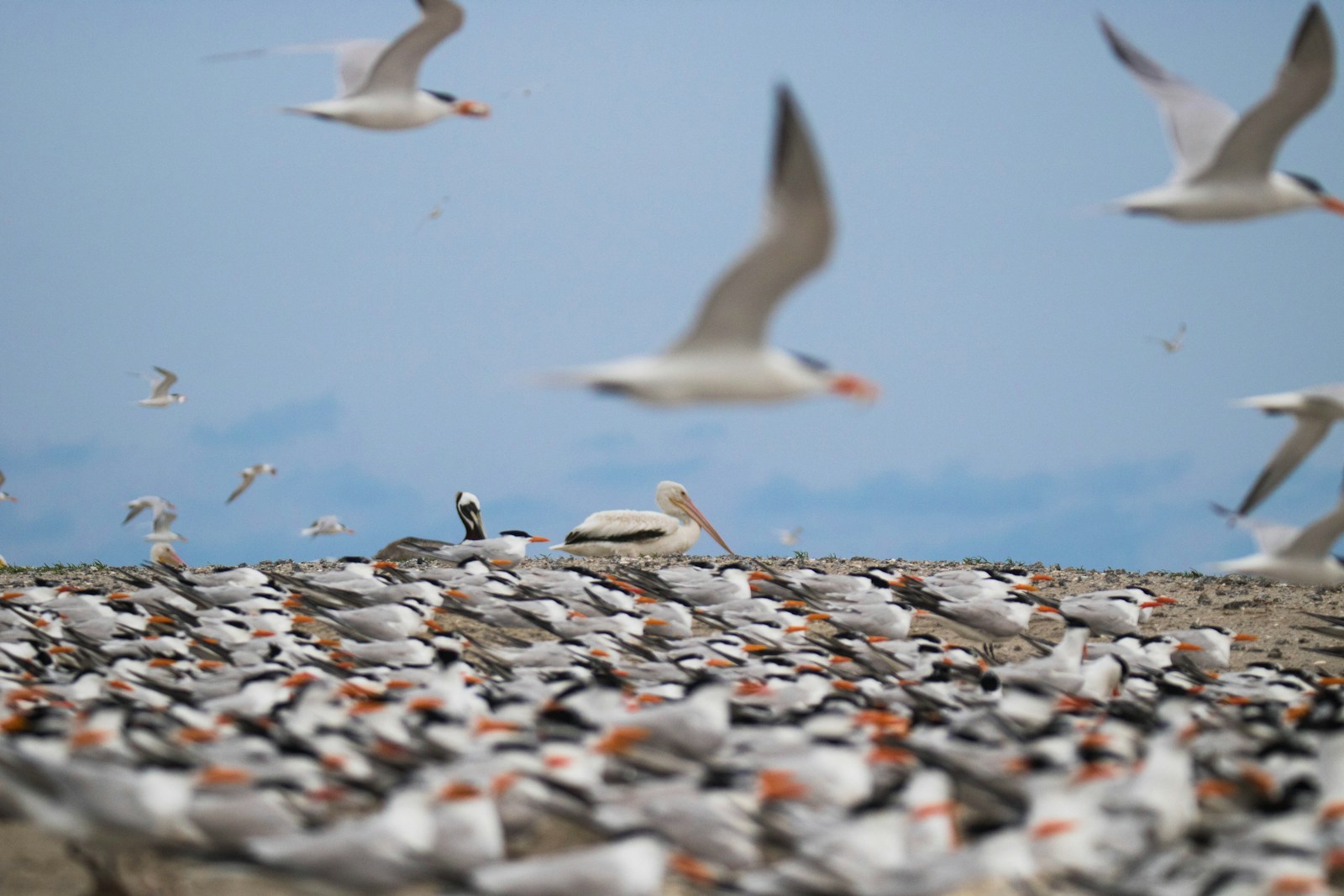 Why Some Birds Skip Migration Entirely - bird-life.com