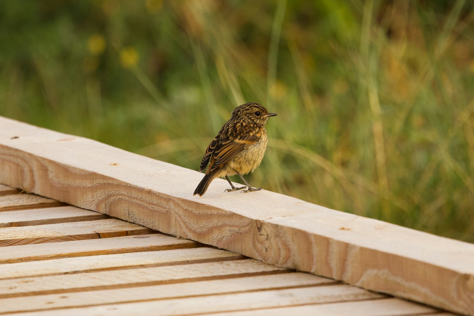 How to Tell a Juvenile Bird From an Adult – A Field Guide - bird-life.com