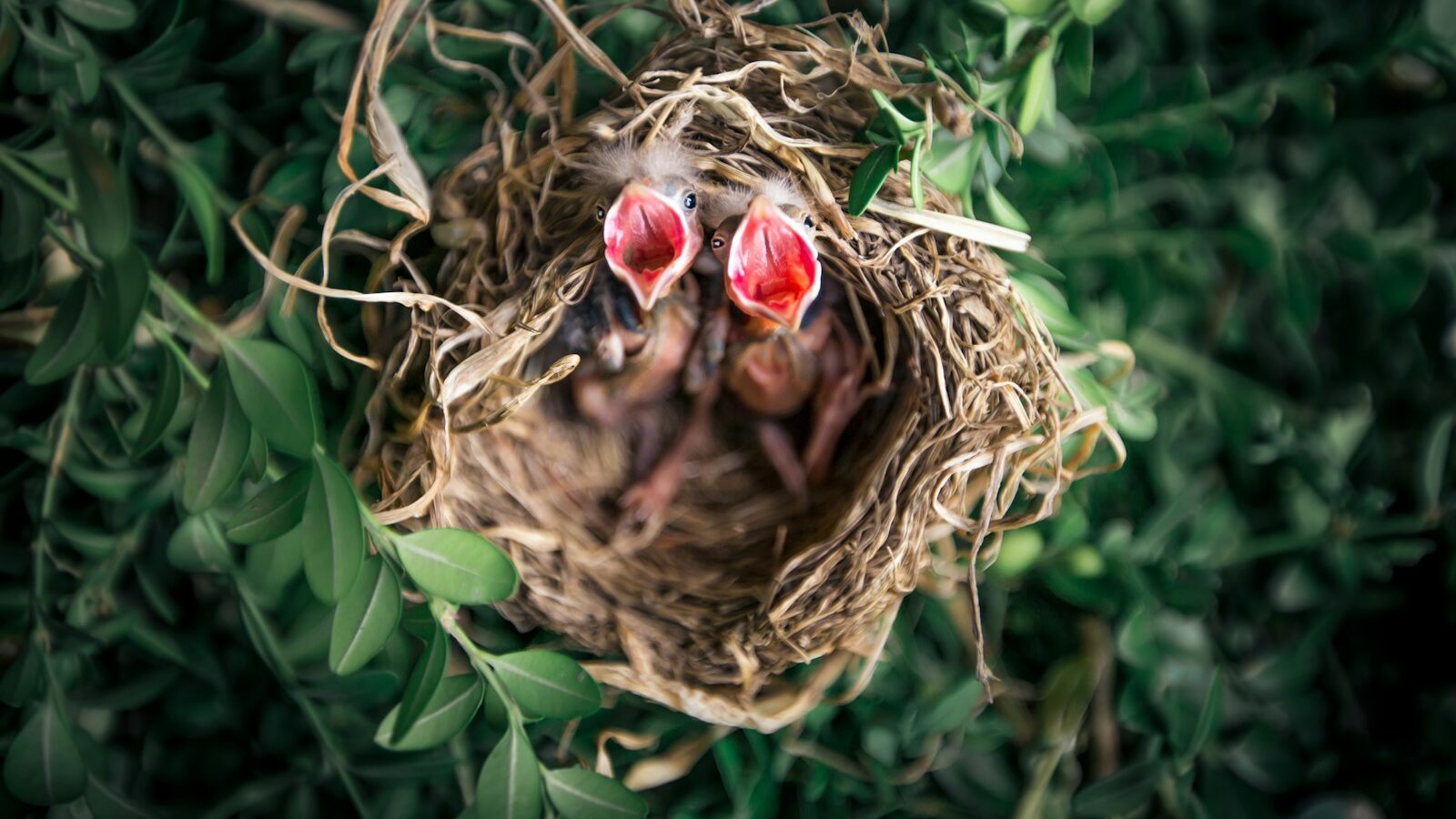 How to Identify Baby Birds You Find Outside - bird-life.com