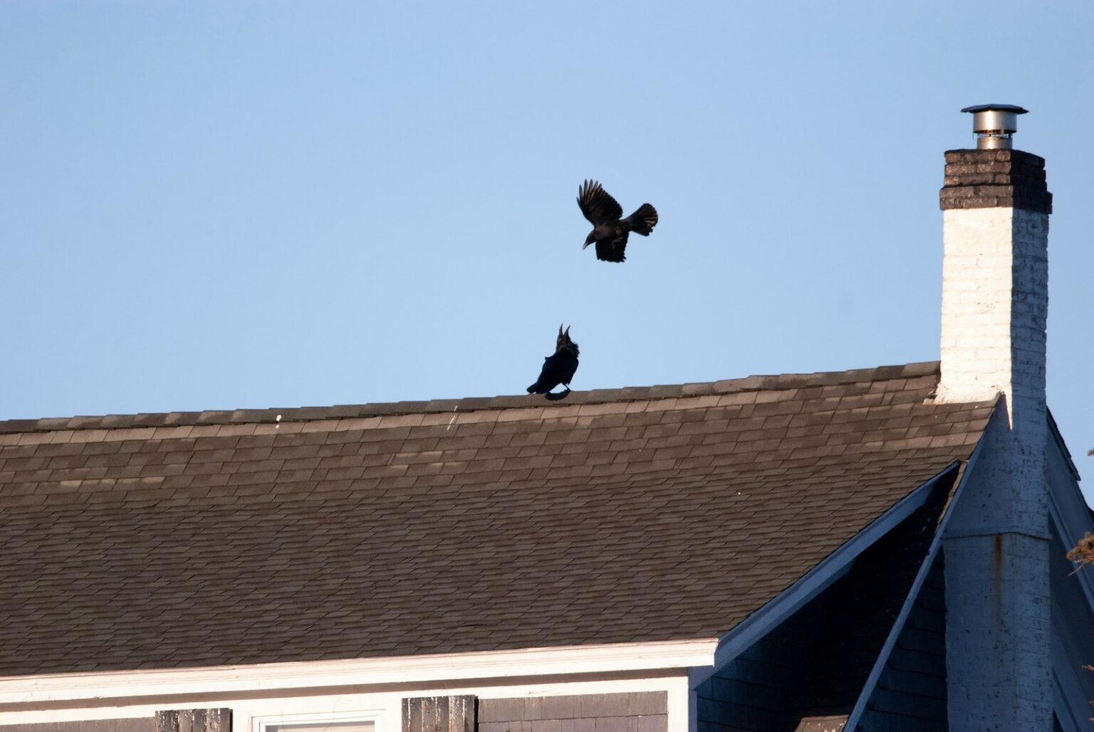 How Birds Use Calls to Warn Each Other About Predators - bird-life.com