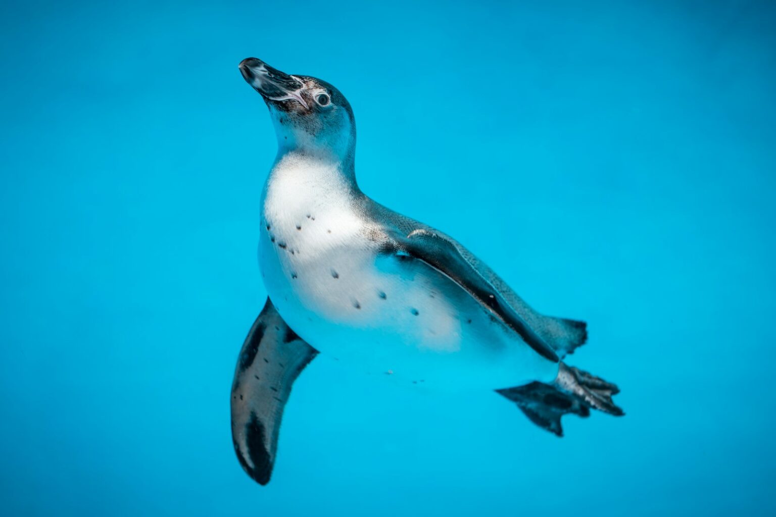 The Bird That Can Dive the Deepest Underwater - bird-life.com