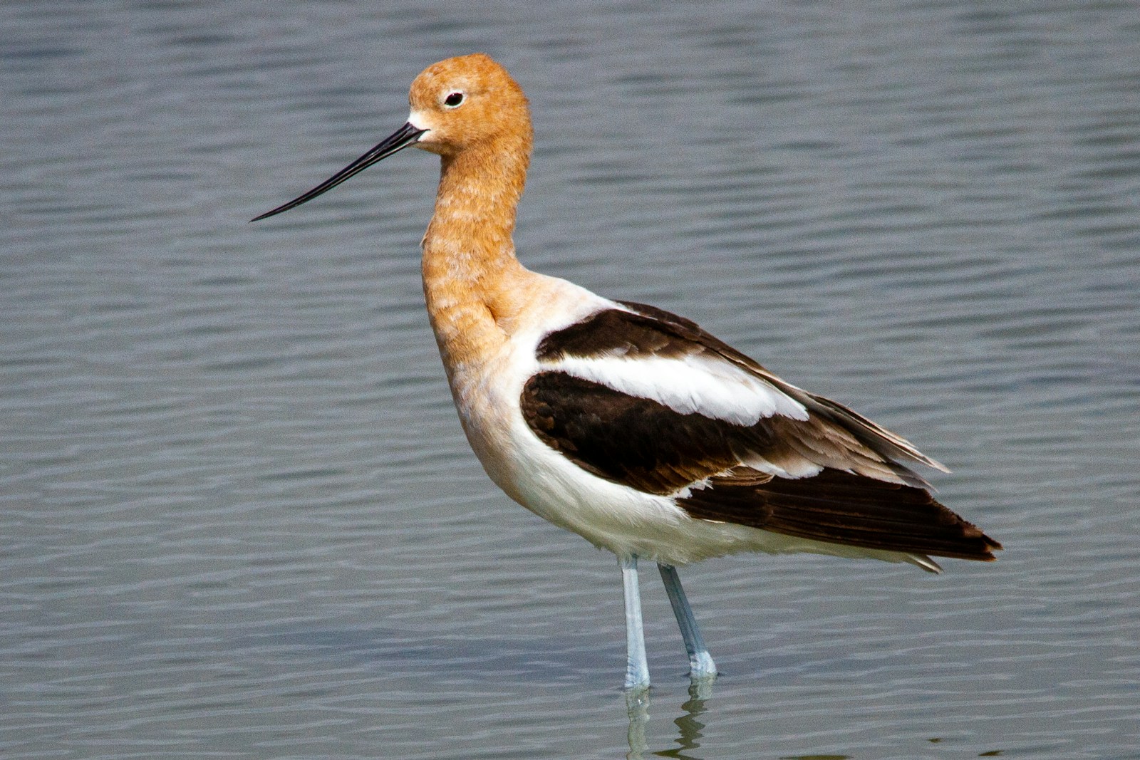 The Most Unusual Bird Bills and Their Purposes - bird-life.com