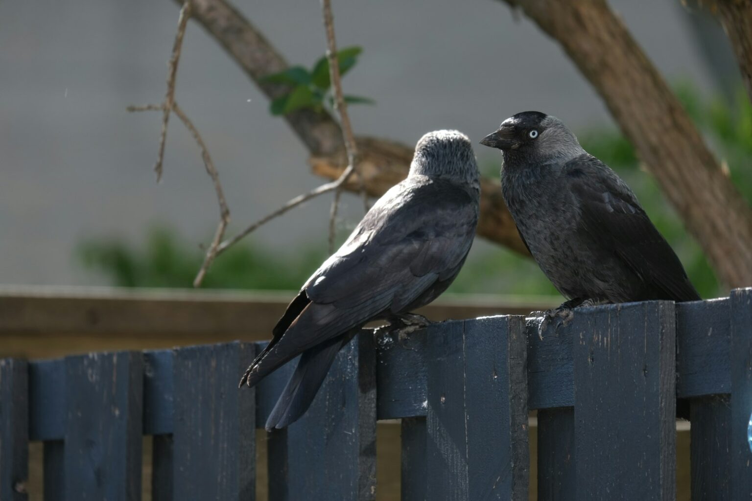 The Bird That Collects Shiny Objects to Impress a Mate - bird-life.com